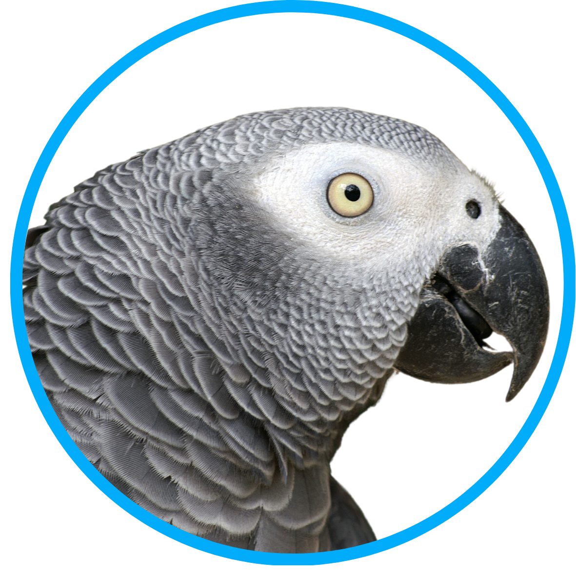 African Grey – Pixie Paws Pets