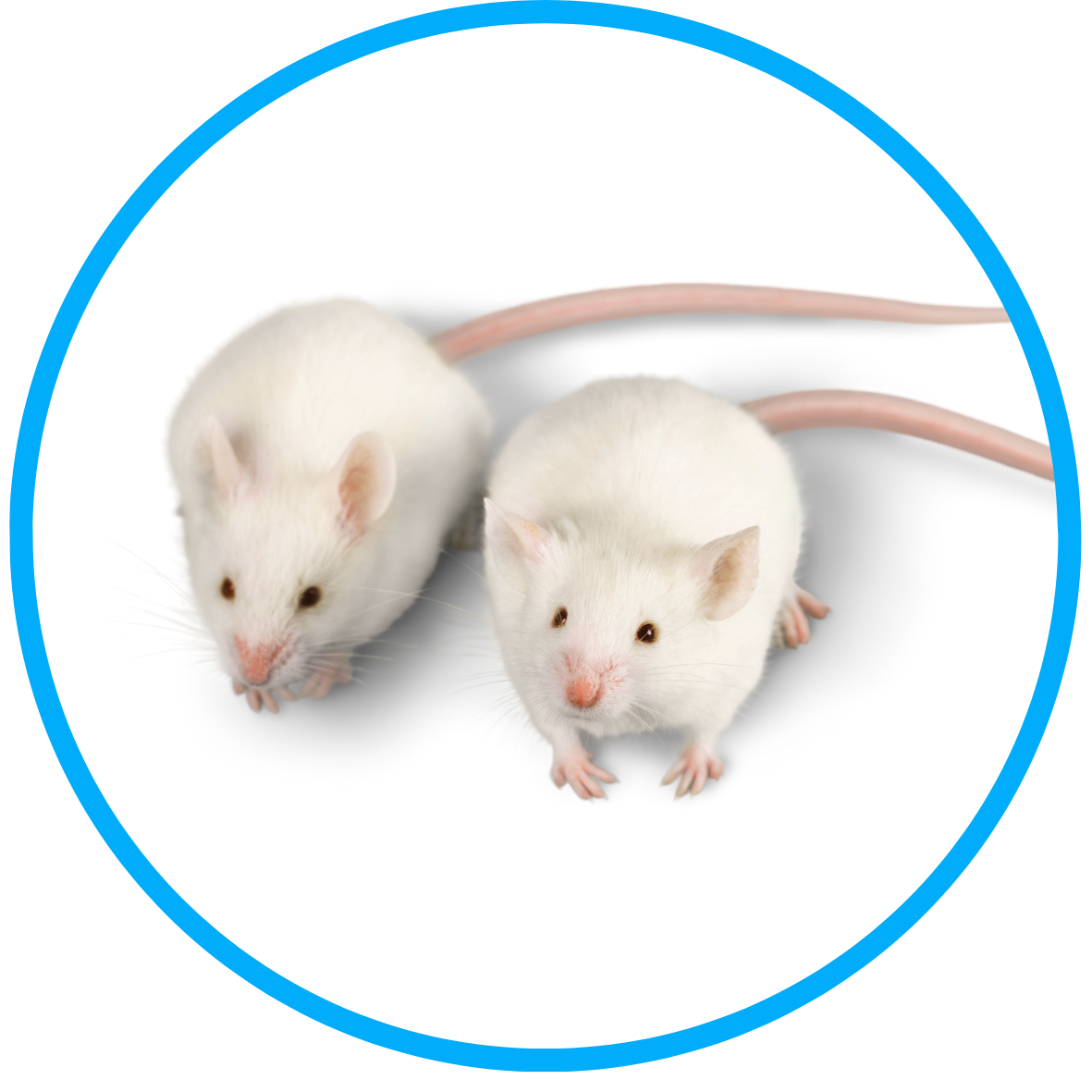 Mice – Pixie Paws Pets