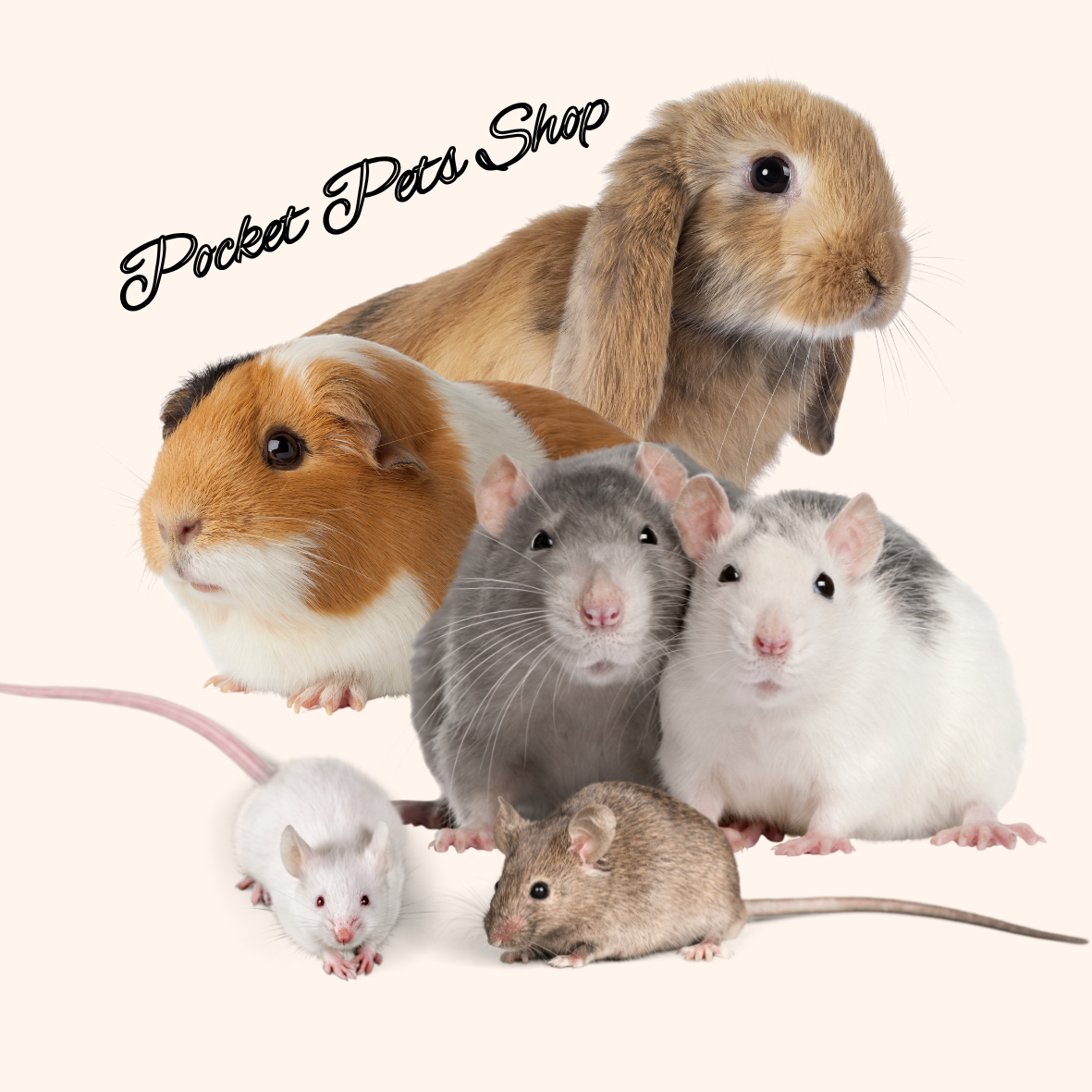 Pocket Pets Shop – Pixie Paws Pets