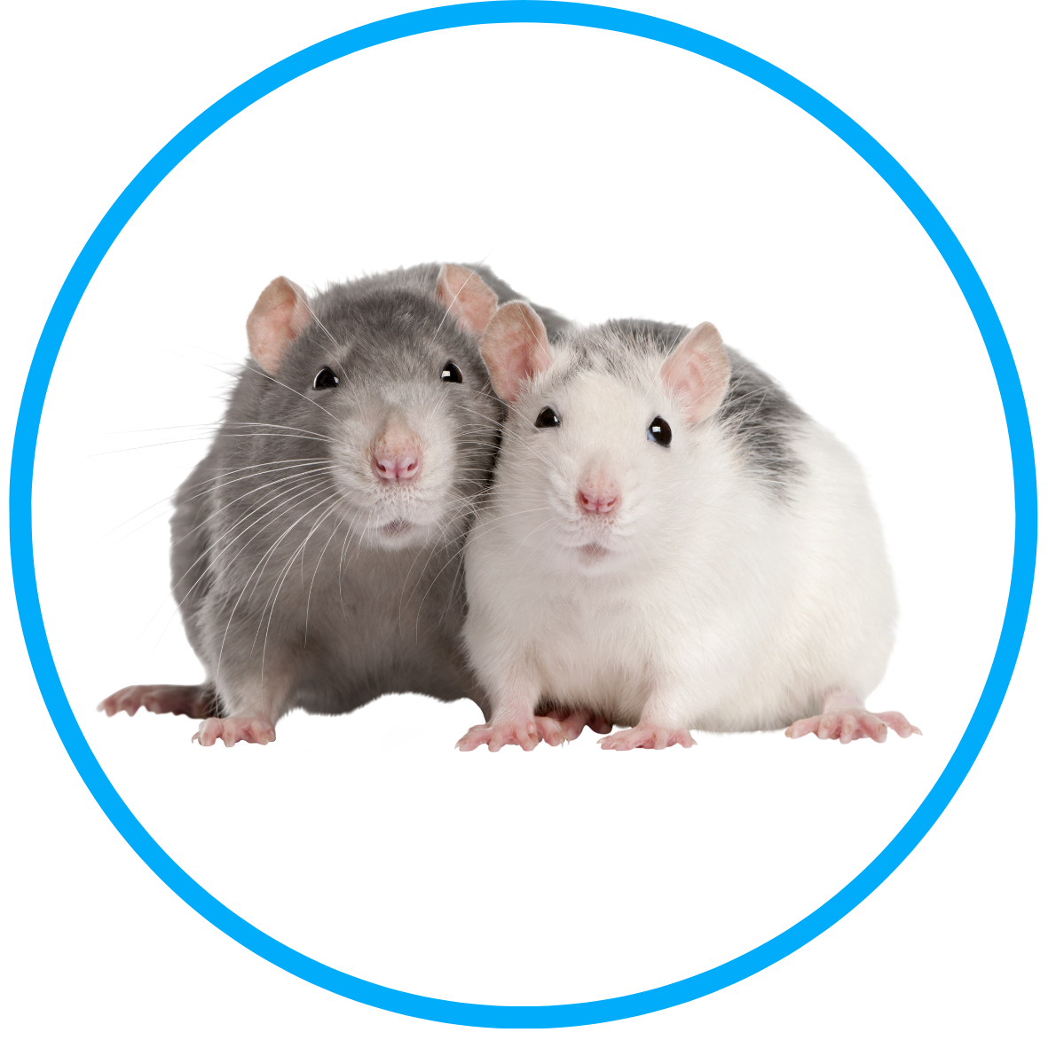 Rats – Pixie Paws Pets