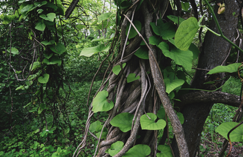 Pixie Paws Pets | Bird Shop | Aussie Owned | Afterpay & Klarna