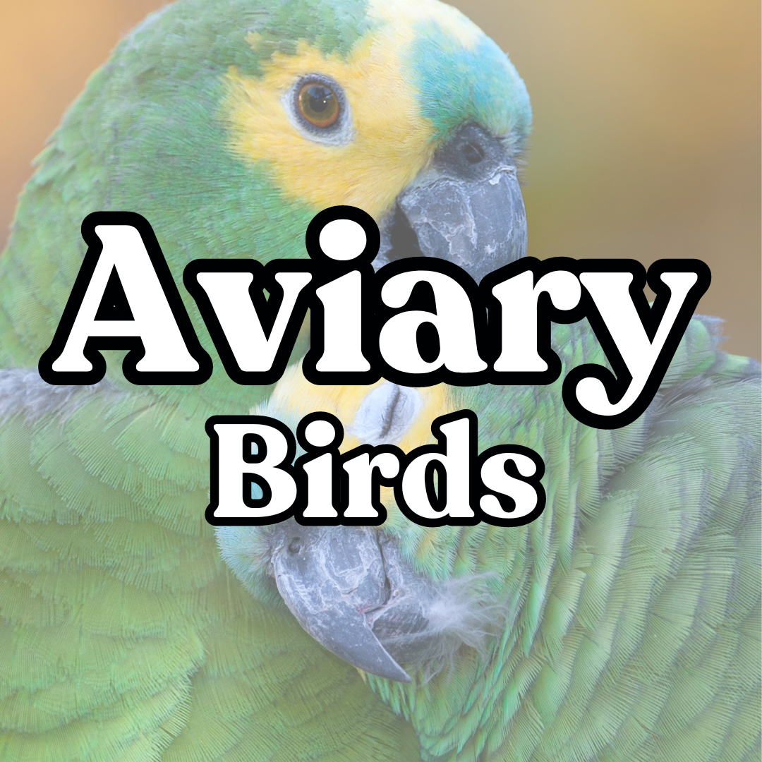 Pixie Paws Pets | Bird Shop | Aussie Owned | Afterpay & Klarna