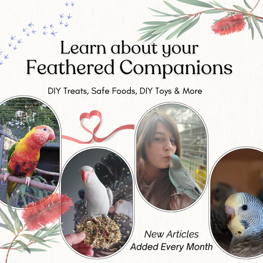 Pixie Paws Pets | Bird Shop | Parrot Ripper Box | Aussie Owned