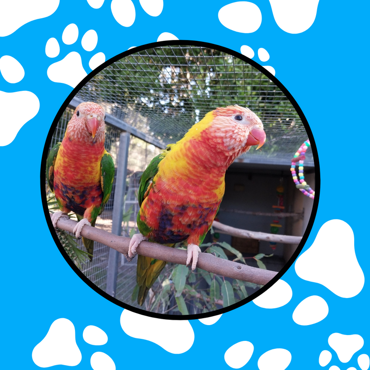 Pixie Paws Pets | Bird Shop | Parrot Ripper Box | Aussie Owned