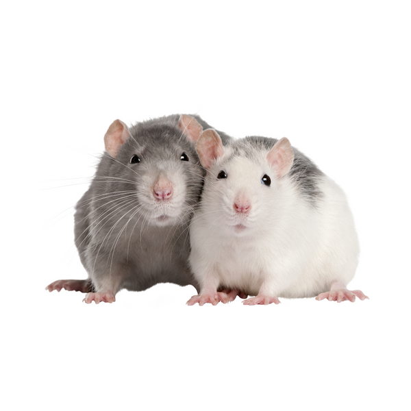 Small Animal Shop – Pixie Paws Pets